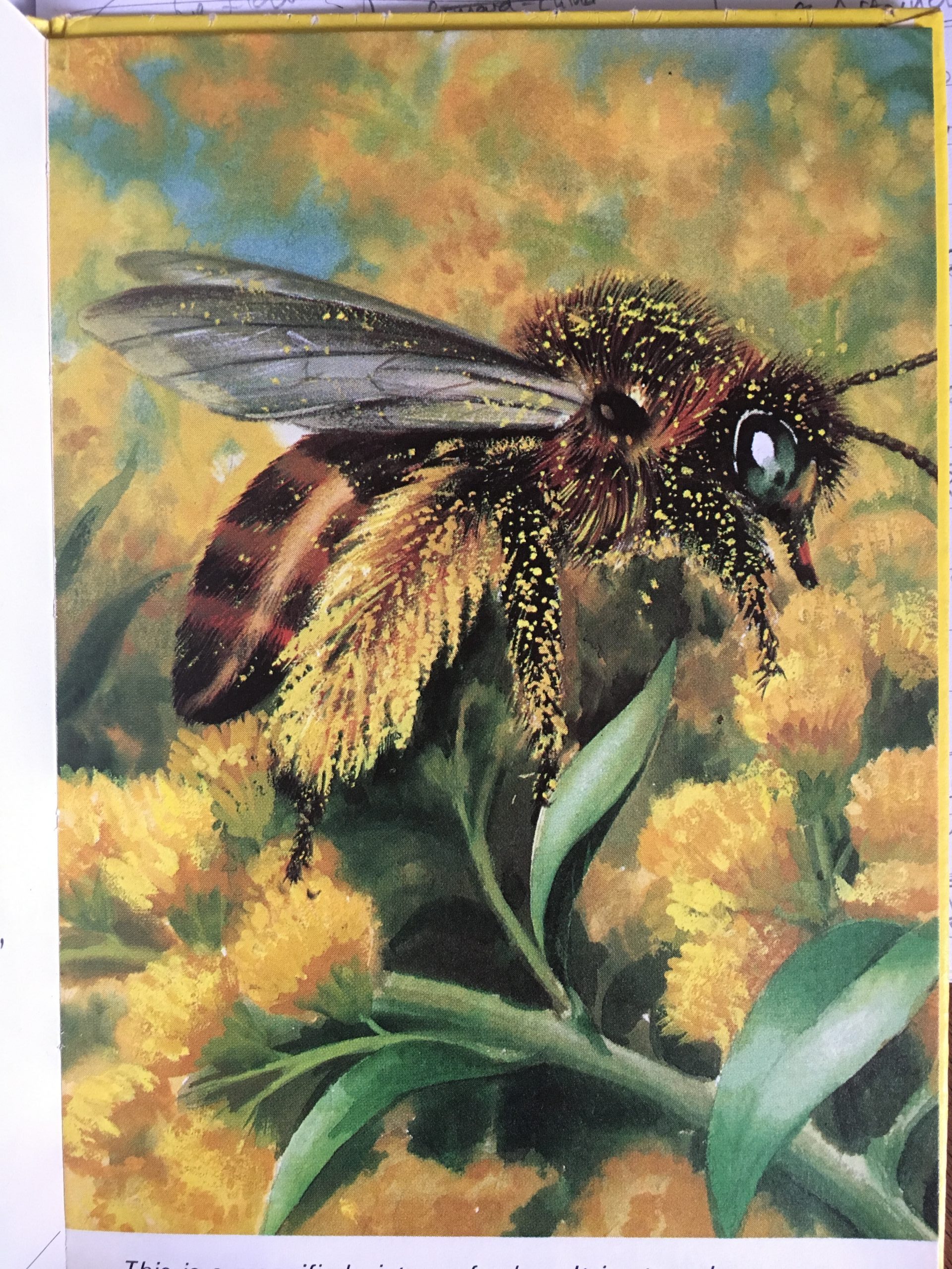 Artist Frank Humphris • Ladybird Fly Away Home
