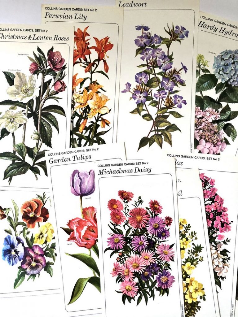 "Watch the birdie!" - Getting nature to hold the pose • Ladybird Fly ...